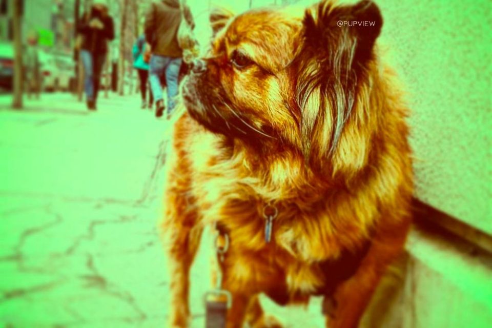 Meet 25 Chow Chow Mixes That Will Instantly Steal Your Heart