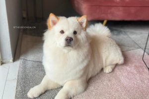 Meet 25 Chow Chow Mixes That Will Instantly Steal Your Heart