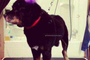 Meet 25 Chow Chow Mixes That Will Instantly Steal Your Heart