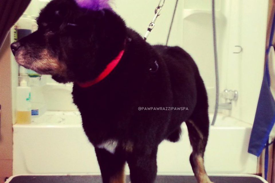 Meet 25 Chow Chow Mixes That Will Instantly Steal Your Heart