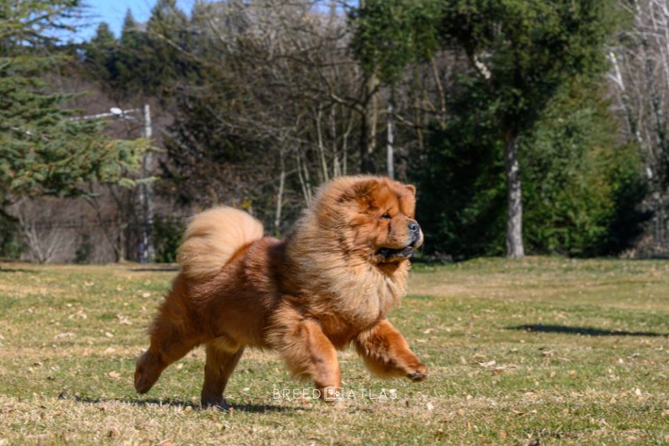Top 6 Chow Chow Breeders In California