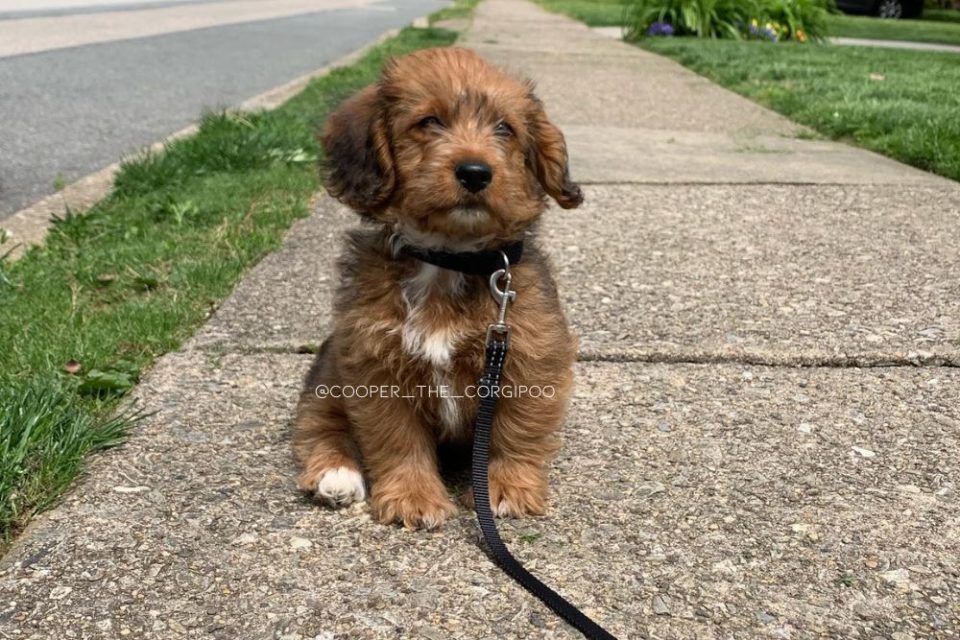 31 Poodle Mixes To Choose Your New Furry Companion From