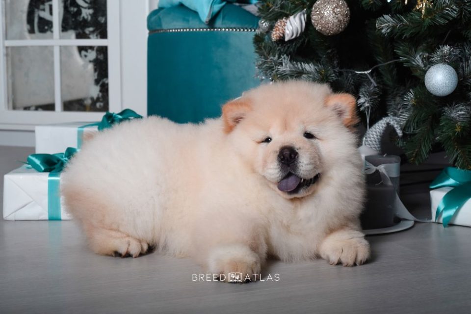 7 Chow Chow Colors You Must Learn To Recognize