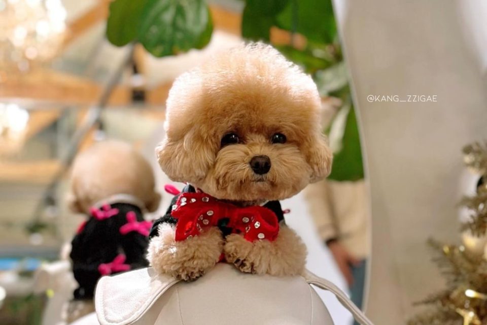 33 Poodle Colors And Which One Is The Most Beautiful