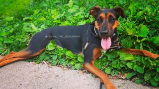 Meet The Doberman Boxer Mix And Its Unique Features