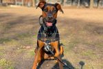 Meet The Doberman Boxer Mix And Its Unique Features
