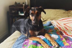35 Doberman Mixes To Discover The Perfect One For You