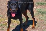 The Ultimate Guide To The Cane Corso Doberman Mix
