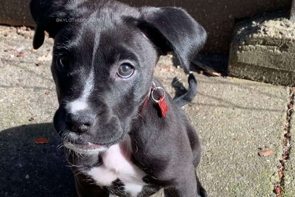 35 Doberman Mixes To Discover The Perfect One For You