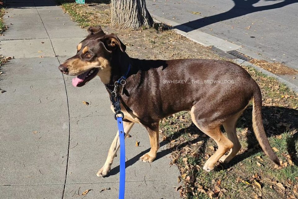 35 Doberman Mixes To Discover The Perfect One For You