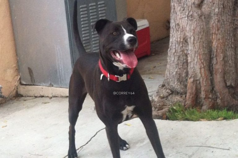 35 Doberman Mixes To Discover The Perfect One For You