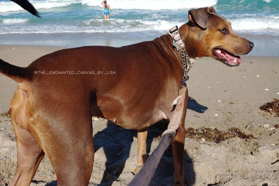 35 Doberman Mixes To Discover The Perfect One For You