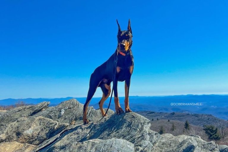 35 Doberman Mixes To Discover The Perfect One For You