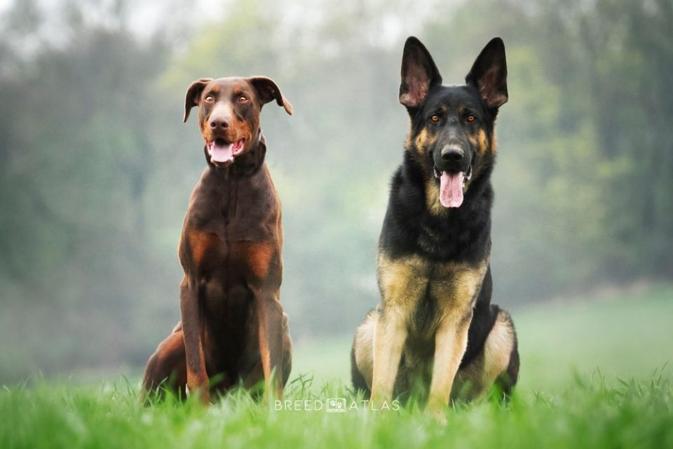 Doberman vs German Shepherd: Which One Is A Better Fit For You?