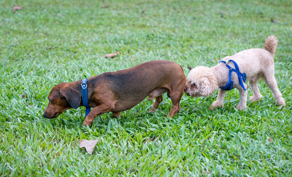 7 Reasons Why Do Dogs Roll In Poop And 3 Ways To Stop Them