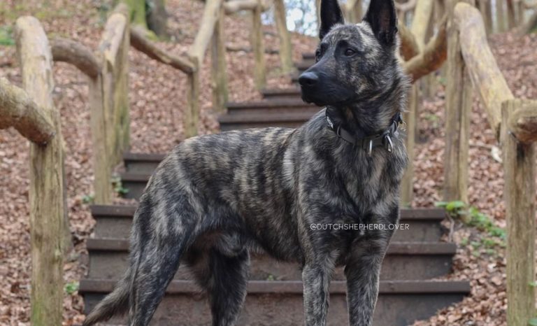 25 Belgian Malinois Mixes You Can't Go Without Knowing