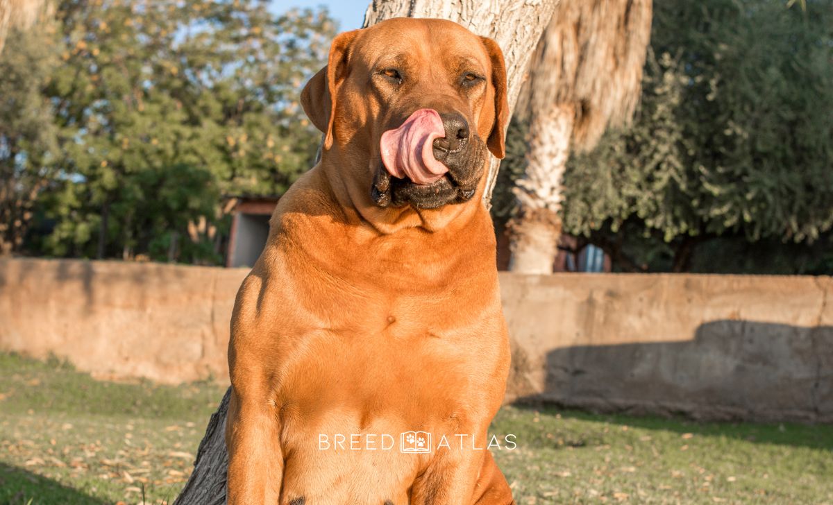 The 7 Finest Boerboel Breeders Australia Has To Offer