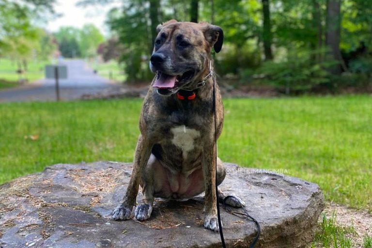 Cane Corso German Shepherd Mix: The Ultimate Guard Dog