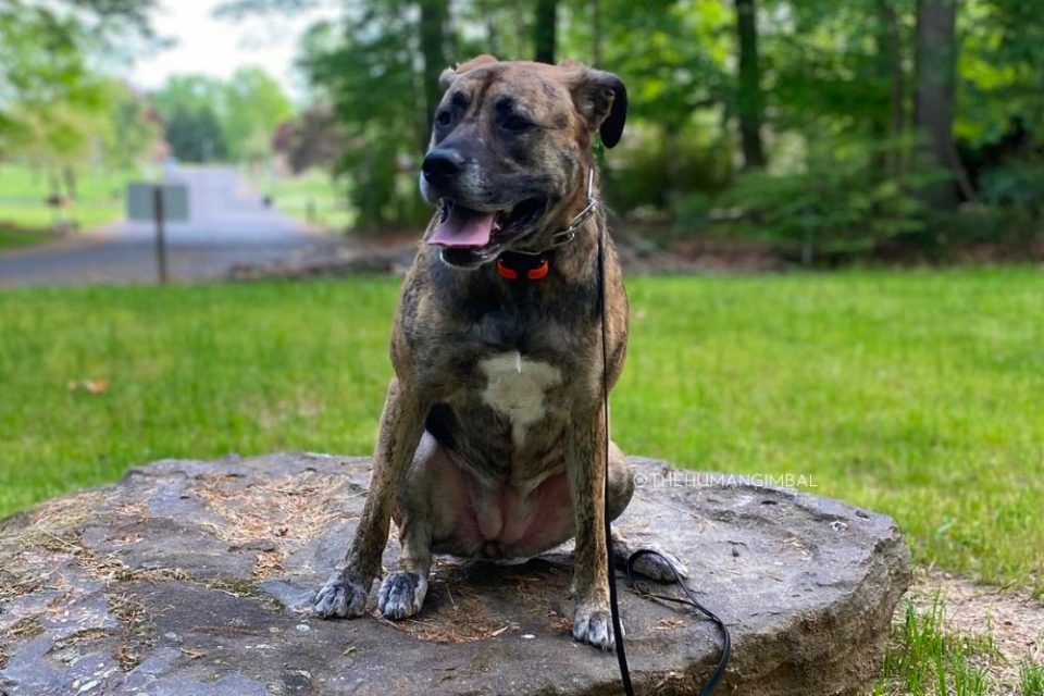 Cane Corso German Shepherd Mix: The Ultimate Guard Dog