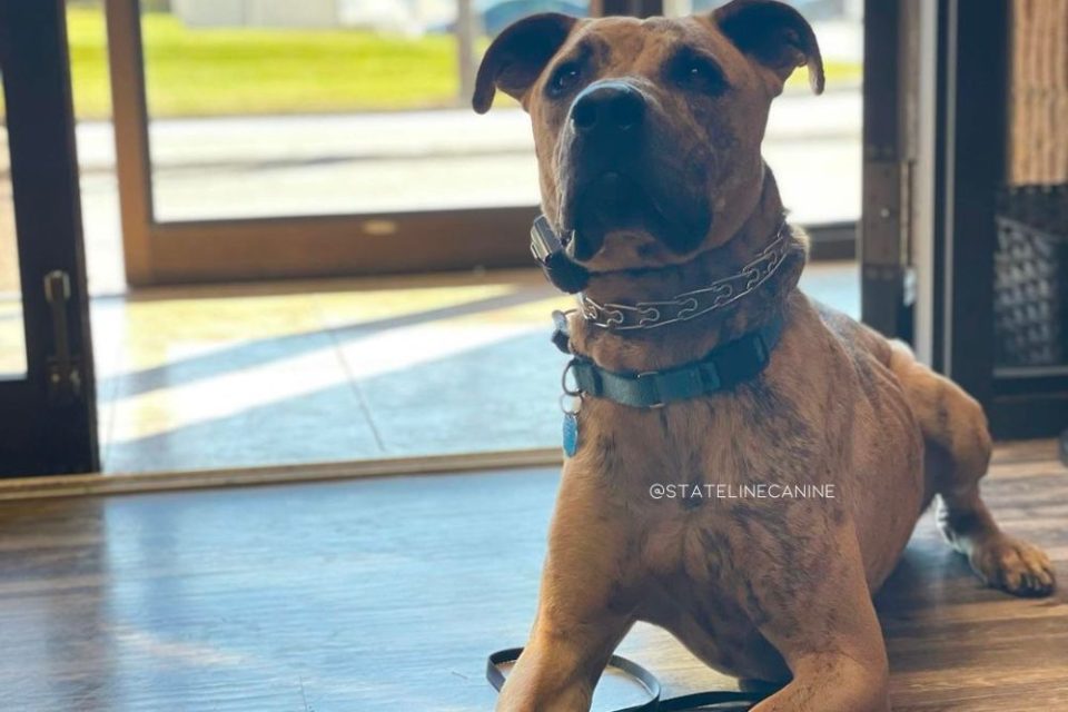 Cane Corso German Shepherd Mix: The Ultimate Guard Dog