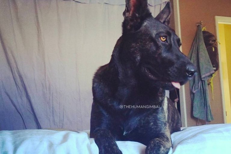 Cane Corso German Shepherd Mix: The Ultimate Guard Dog
