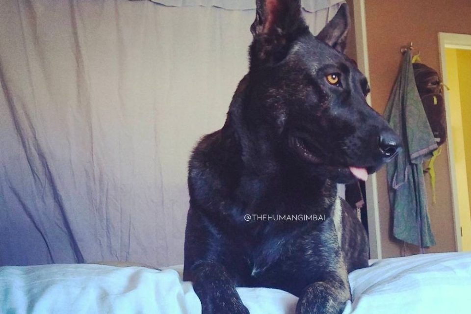 Cane Corso German Shepherd Mix: The Ultimate Guard Dog