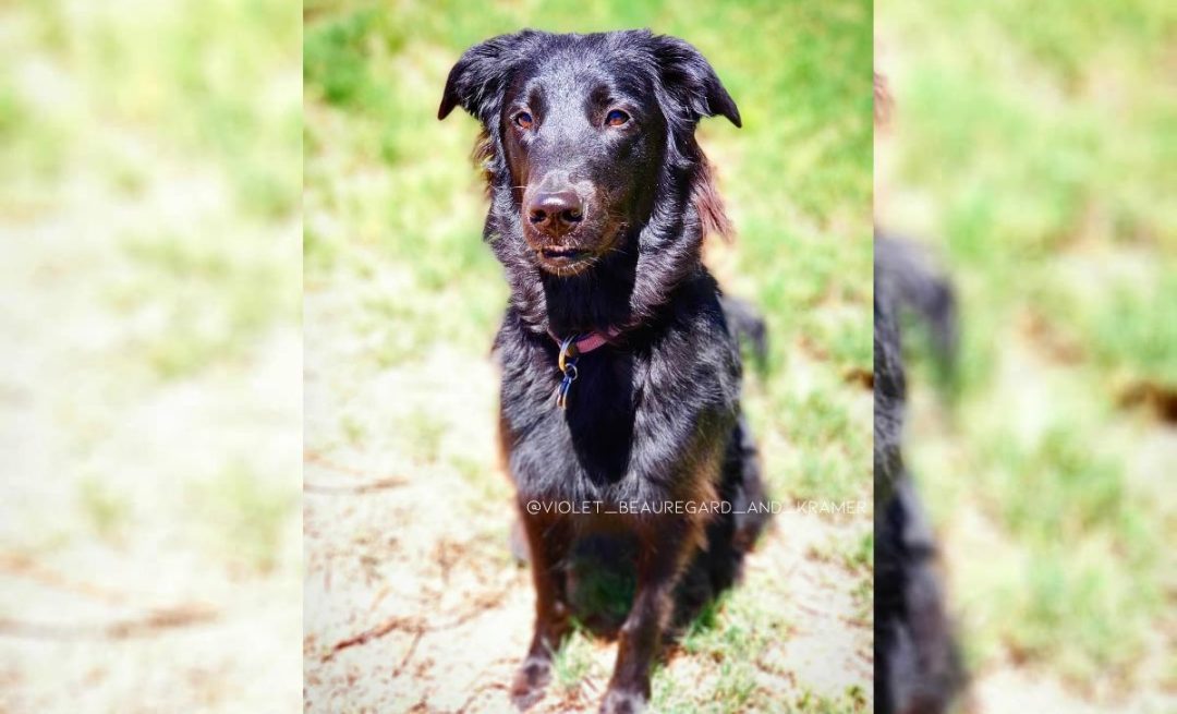 25 Belgian Malinois Mixes You Can't Go Without Knowing