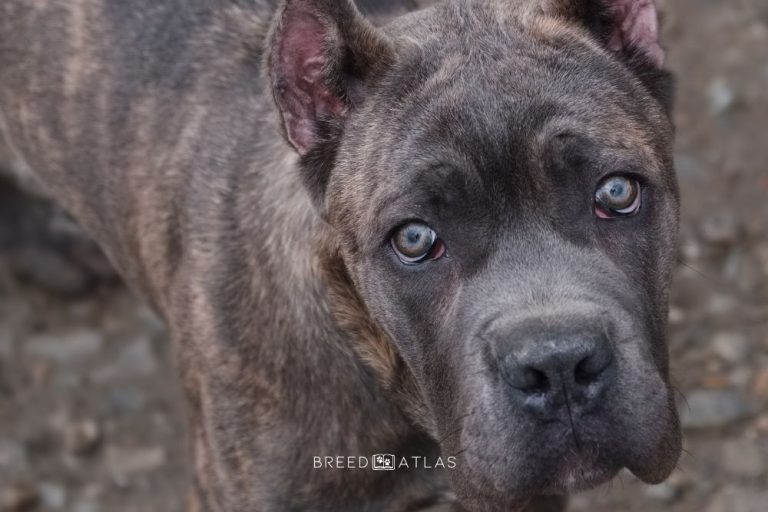 13 Cane Corso Colors You Wouldn't Believe Exist