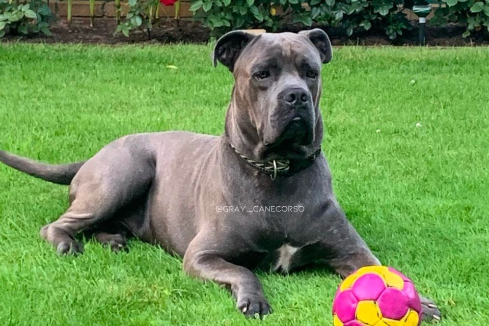 13 Cane Corso Colors You Wouldn't Believe Exist