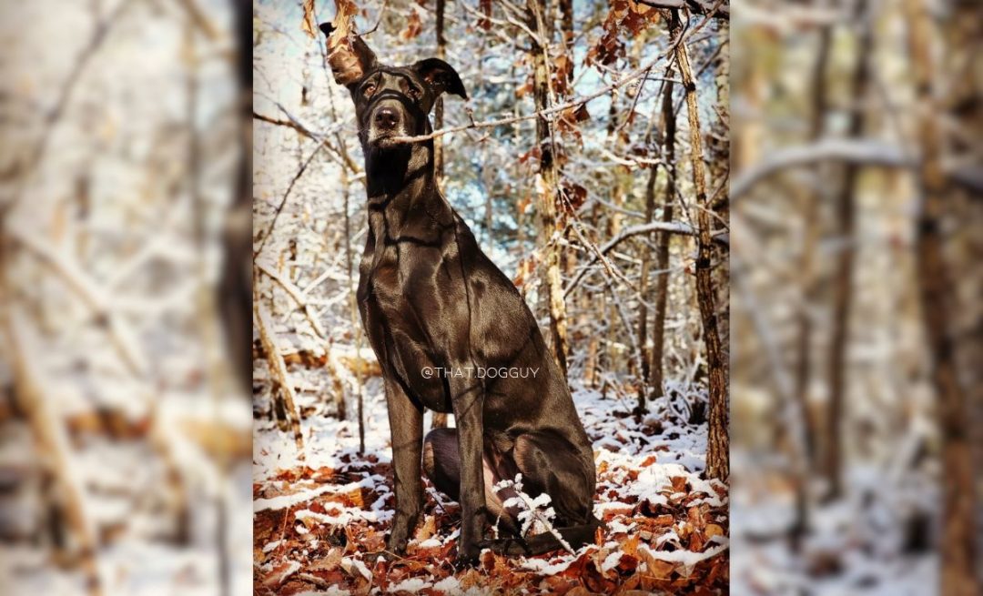 25 Belgian Malinois Mixes You Can't Go Without Knowing