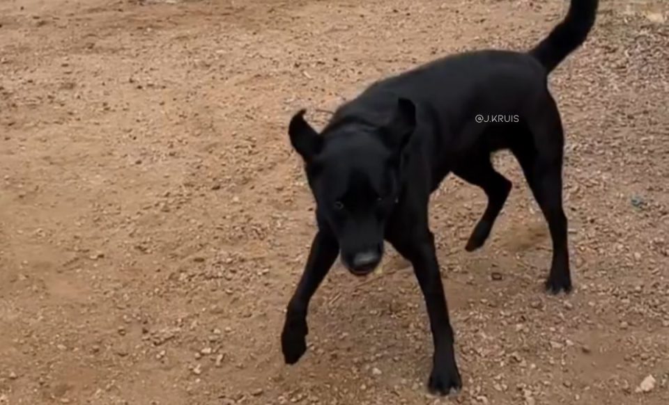 25 Belgian Malinois Mixes You Can't Go Without Knowing