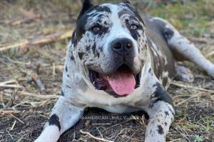 33 American Bully Colors: Which Colors Indicate Health Issues?