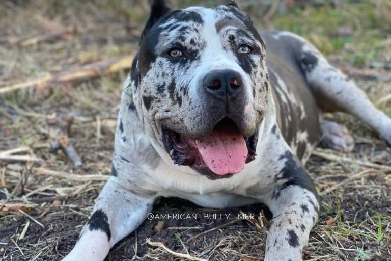 33 American Bully Colors: Which Colors Indicate Health Issues?