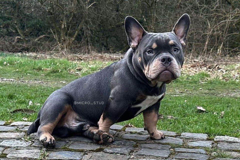 Micro Bully Vs Pocket Bully: Which Is The Smallest?