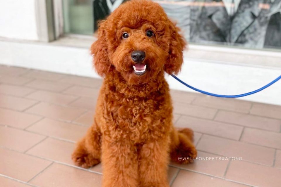 5 Poodle Sizes And Their Unique Traits