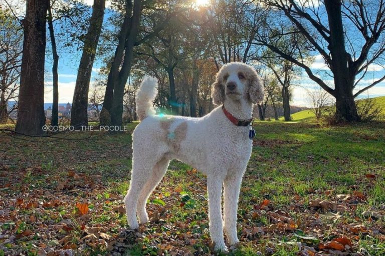 33 Poodle Colors And Which One Is The Most Beautiful