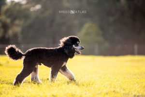 33 Poodle Colors And Which One Is The Most Beautiful