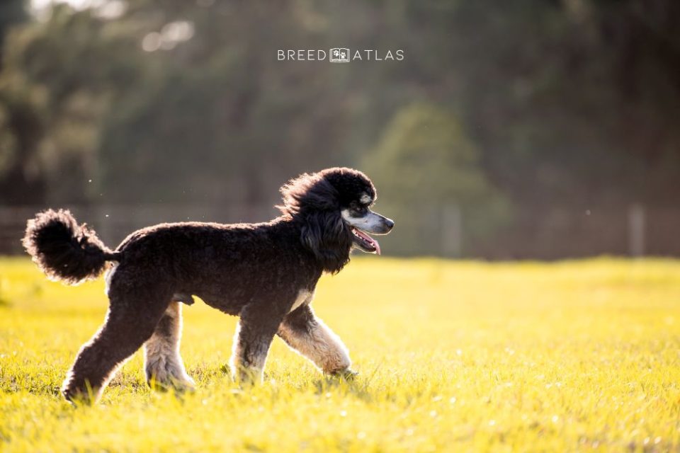 33 Poodle Colors And Which One Is The Most Beautiful
