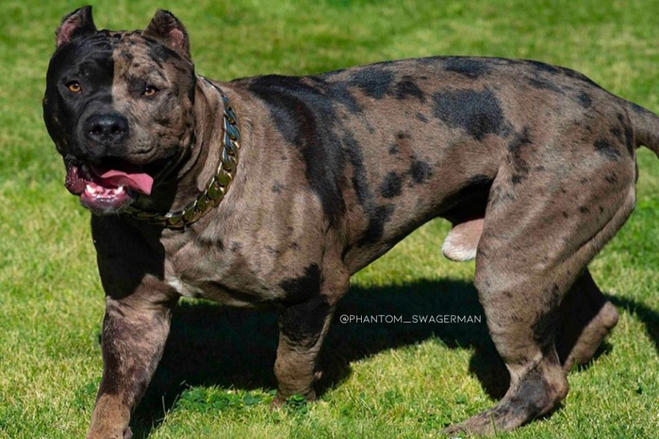 9 Top XL American Bully Breeders In The United States