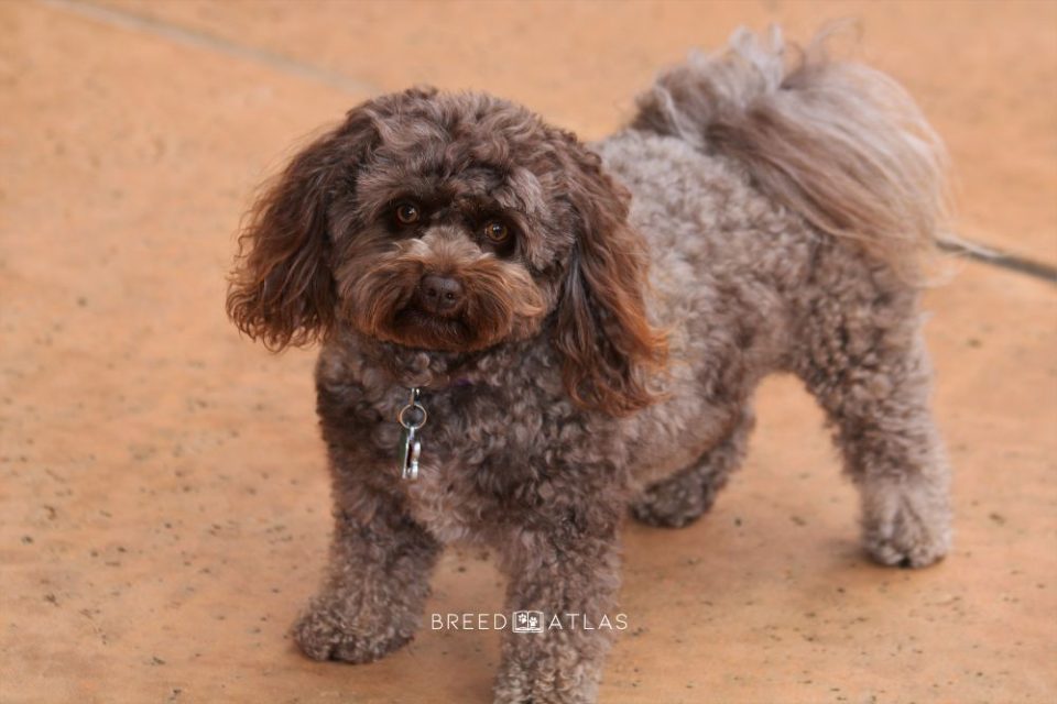 31 Poodle Mixes To Choose Your New Furry Companion From