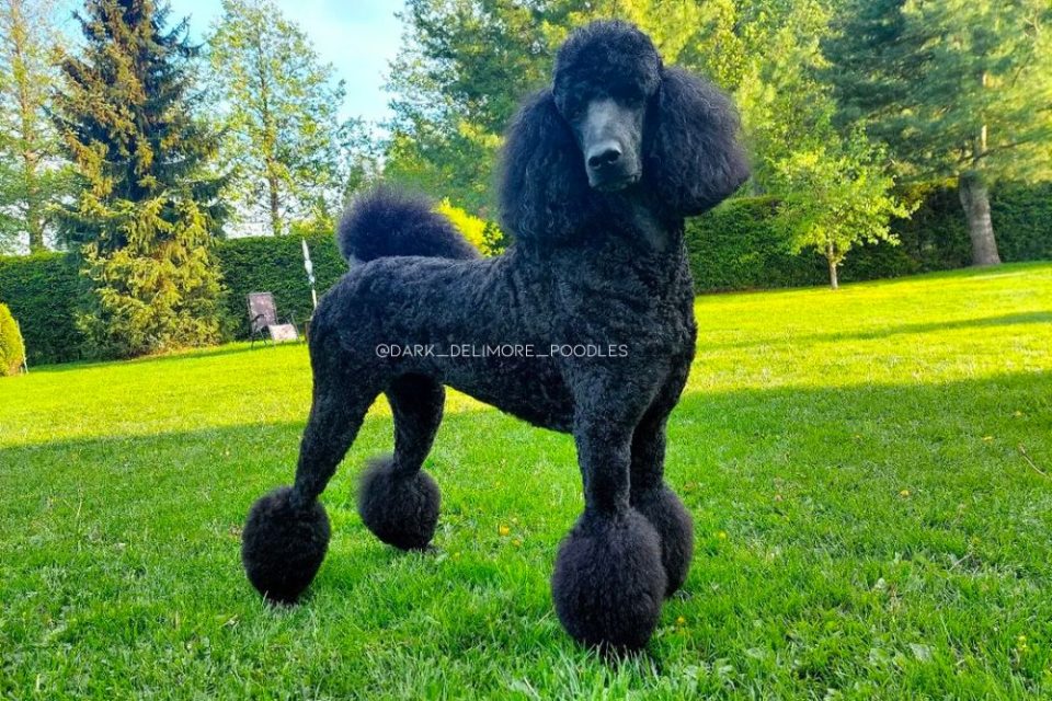 The 29 Best Poodle Haircuts You Will Ever Come Across