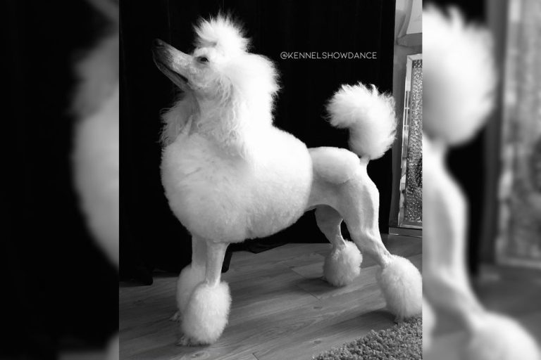 The 29 Best Poodle Haircuts You Will Ever Come Across