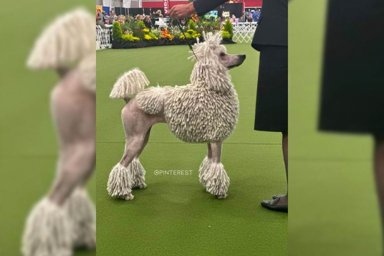 The 29 Best Poodle Haircuts You Will Ever Come Across