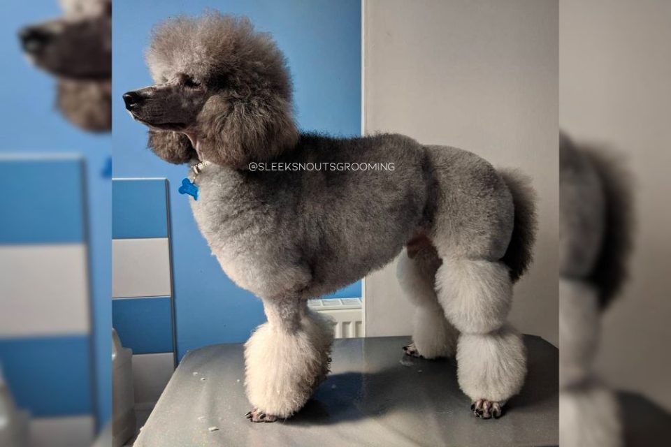 The 29 Best Poodle Haircuts You Will Ever Come Across
