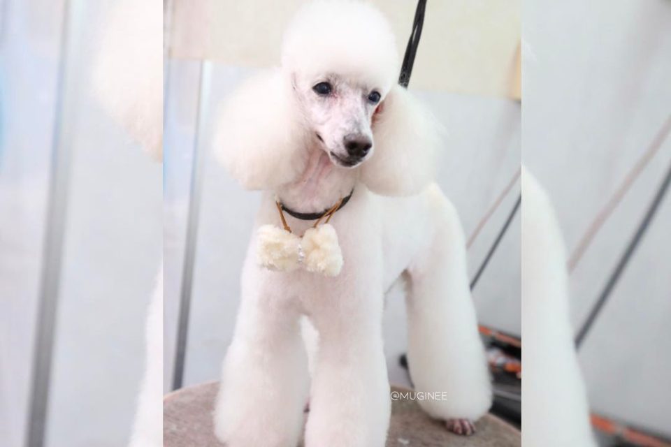The 29 Best Poodle Haircuts You Will Ever Come Across