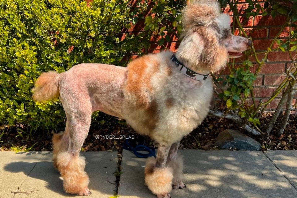The 29 Best Poodle Haircuts You Will Ever Come Across