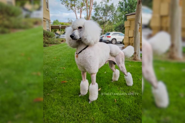 The 29 Best Poodle Haircuts You Will Ever Come Across