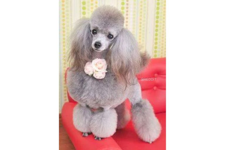 The 29 Best Poodle Haircuts You Will Ever Come Across