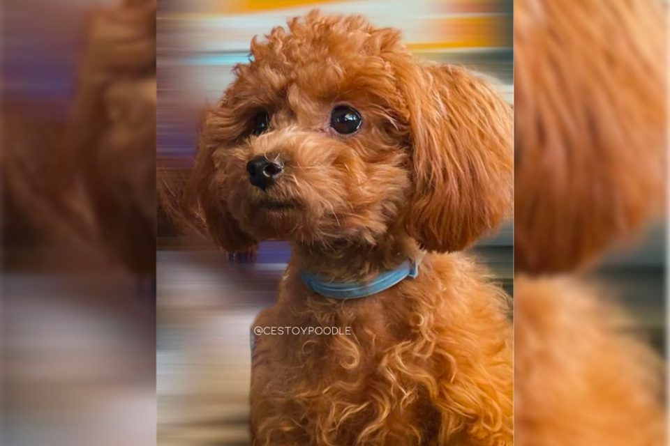 The 29 Best Poodle Haircuts You Will Ever Come Across
