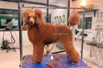 The 29 Best Poodle Haircuts You Will Ever Come Across